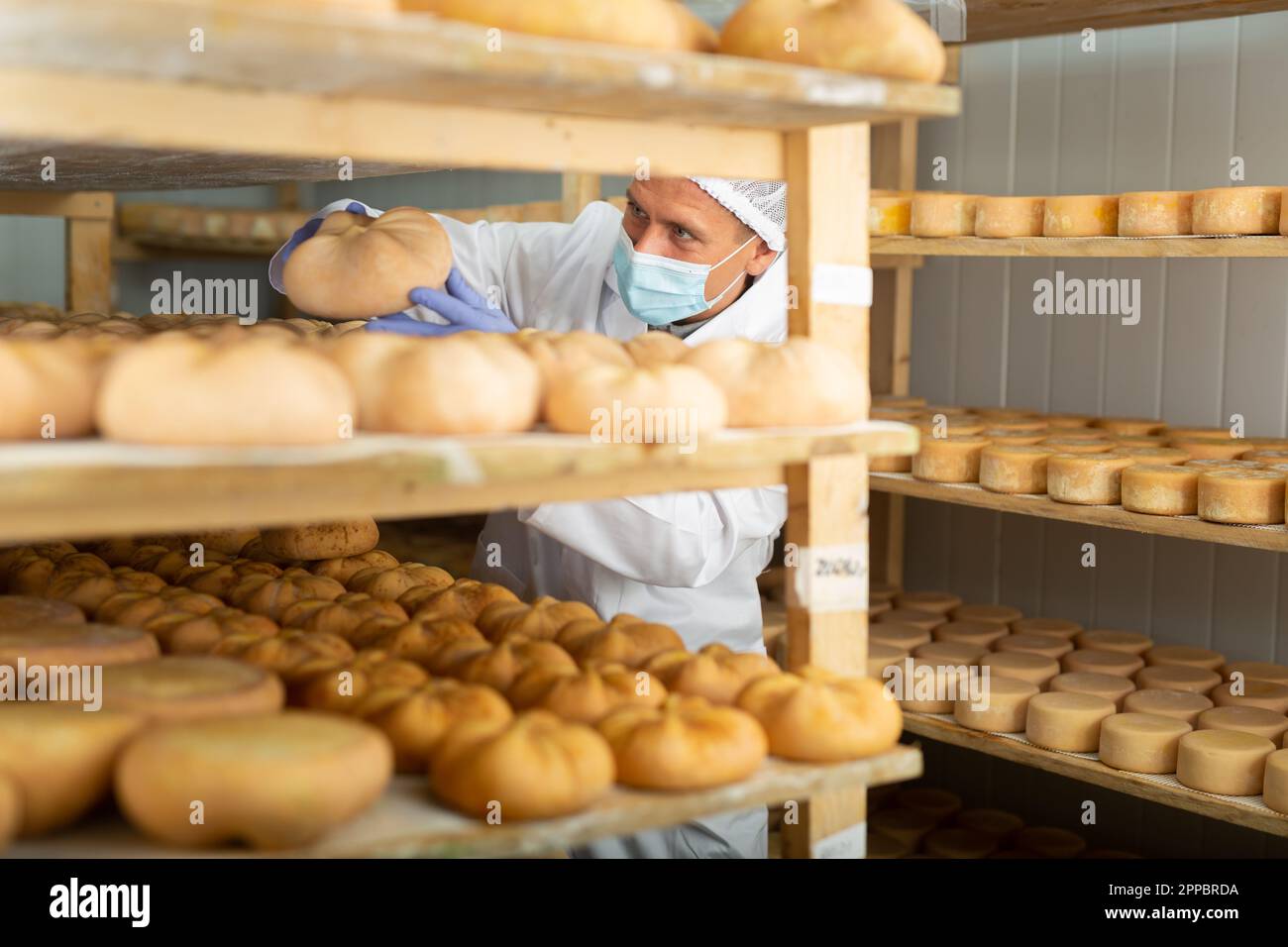 Cheesemaker in mask controlling maturing process of cheese wheels Stock ...
