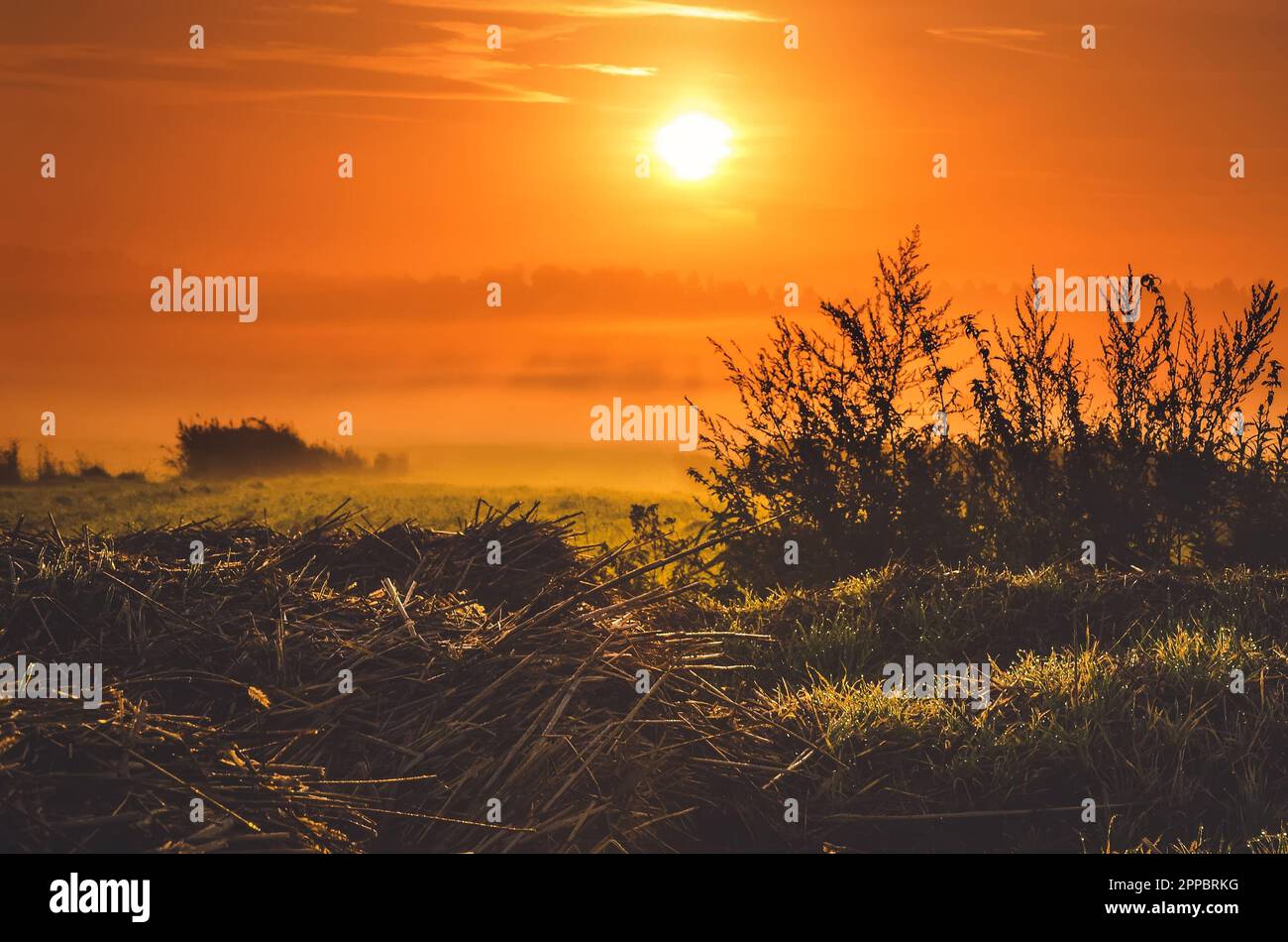 Countryside landscape in early morning. Straw and bushes on grassland ...