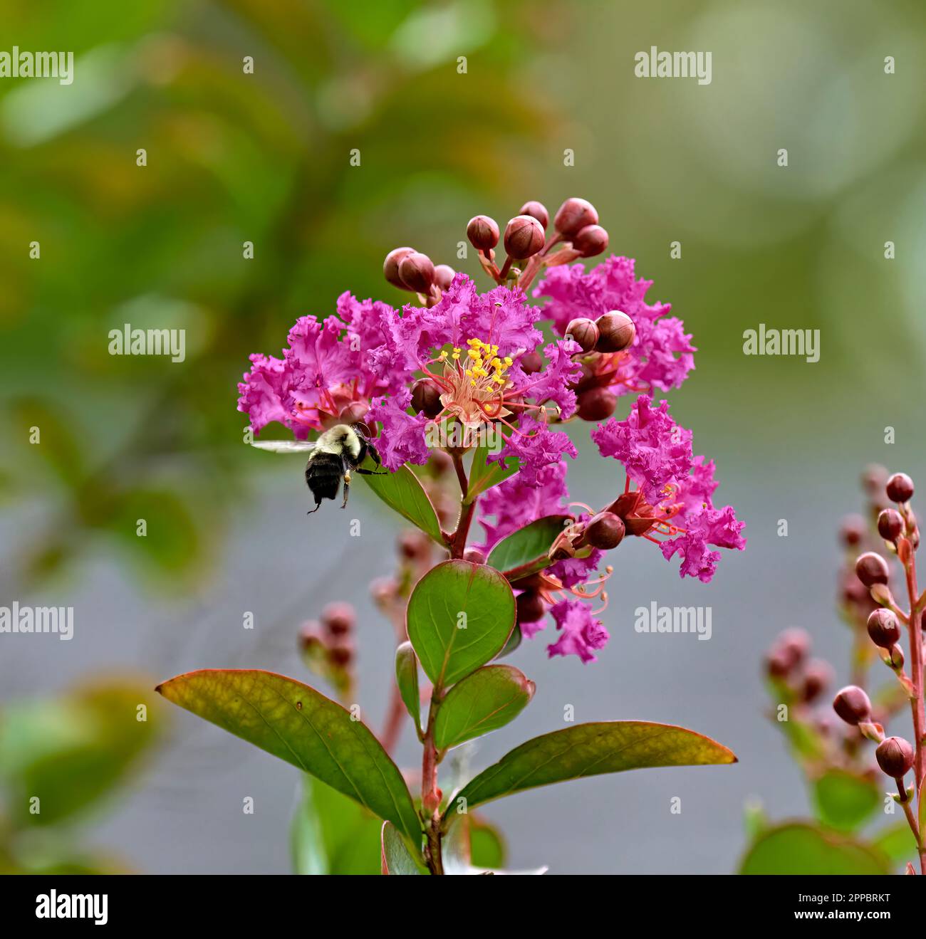 Wildflowers garden insects hi-res stock photography and images - Alamy