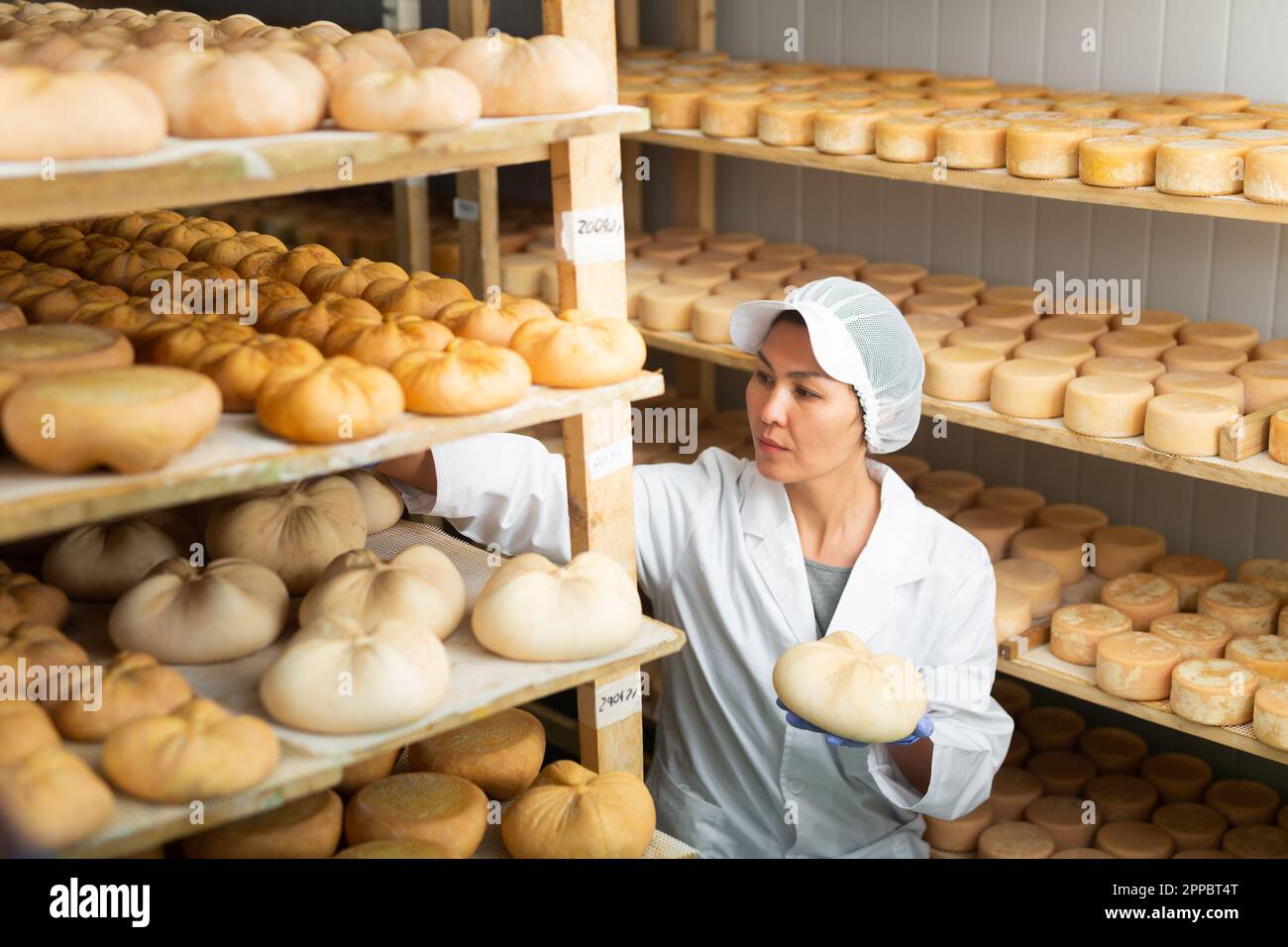 Cheese maker cleaning cheeses in his workshop. Numbers on white pieces ...