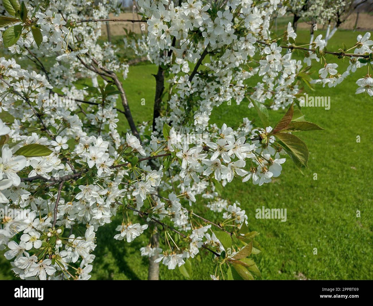 Cherry blossom tree in spring in Maramures county, Romania Stock Photo ...