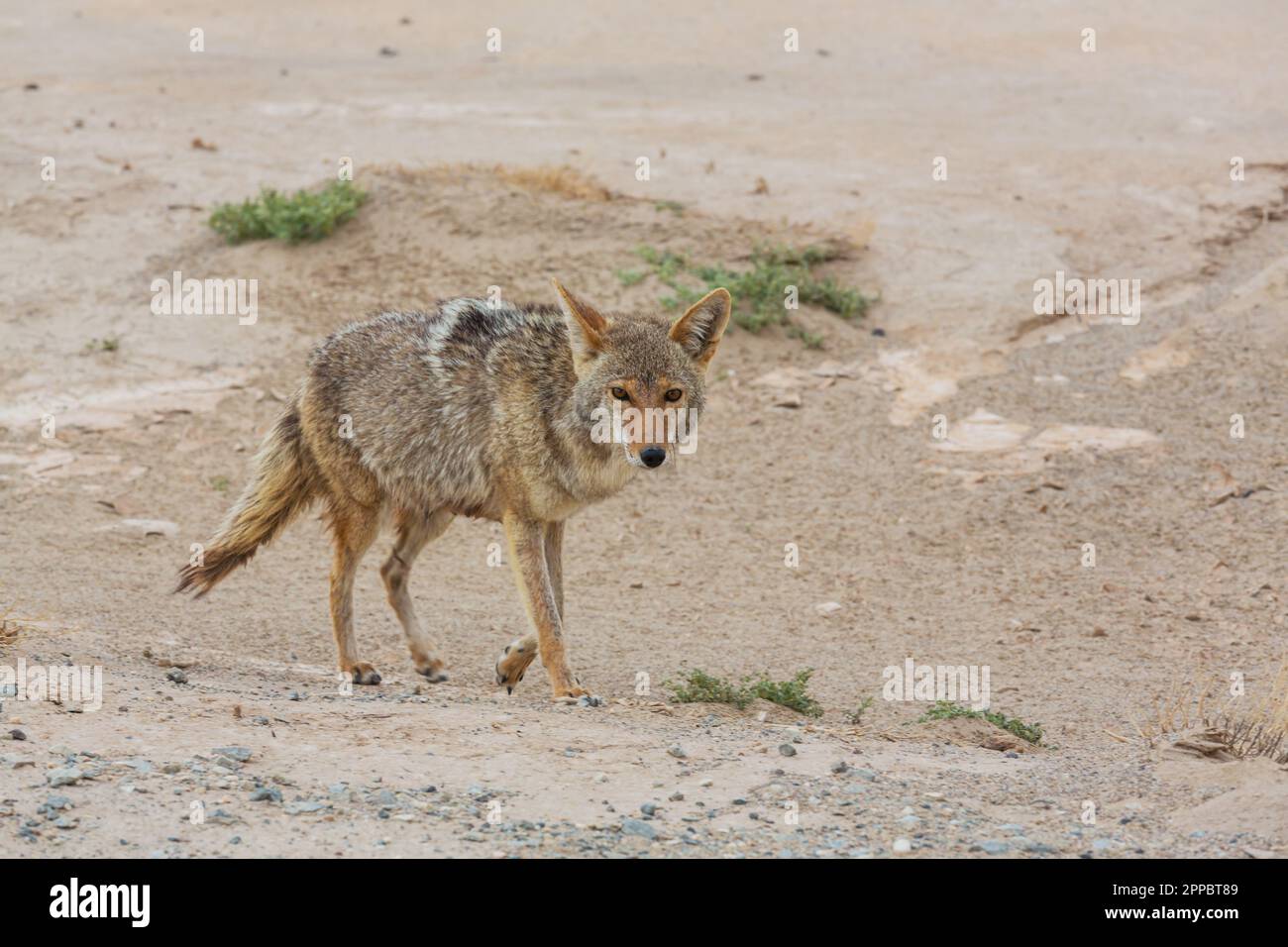 coyote closeup in the desert Stock Photo - Alamy