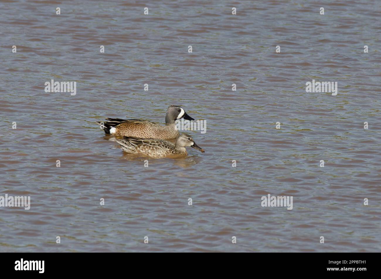 Blue-winged Teal, Spatula discors, pair Stock Photo - Alamy