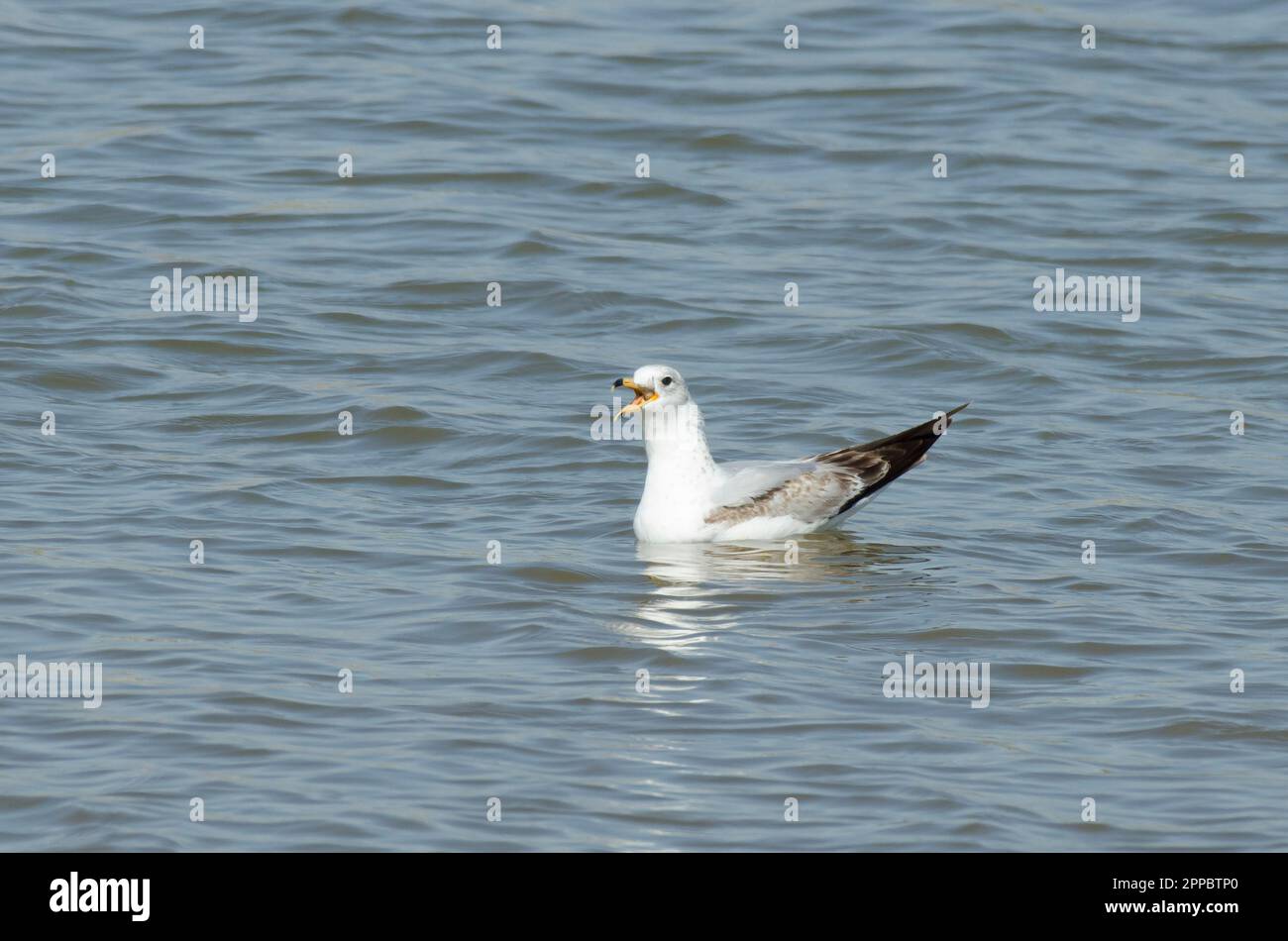 Ring-billed Gull, Larus delawarensis, swallowing freshly caught fish ...