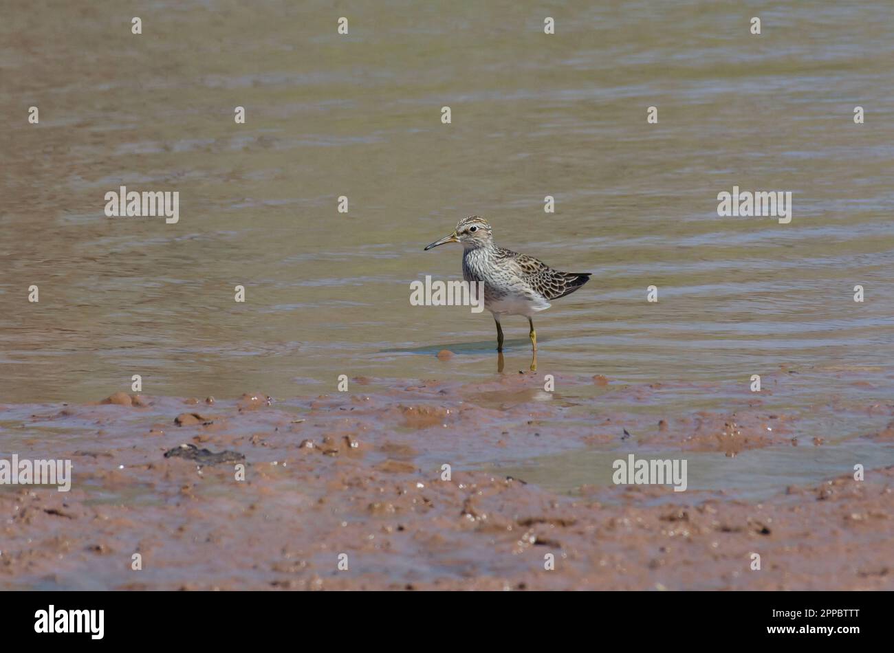 Pectoral Sandpiper, Calidris melanotos Stock Photo - Alamy