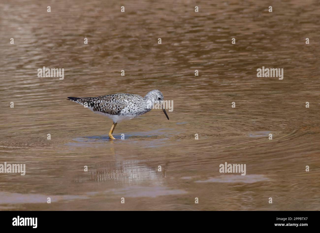 Greater Yellowlegs, Tringa melanoleuca Stock Photo - Alamy