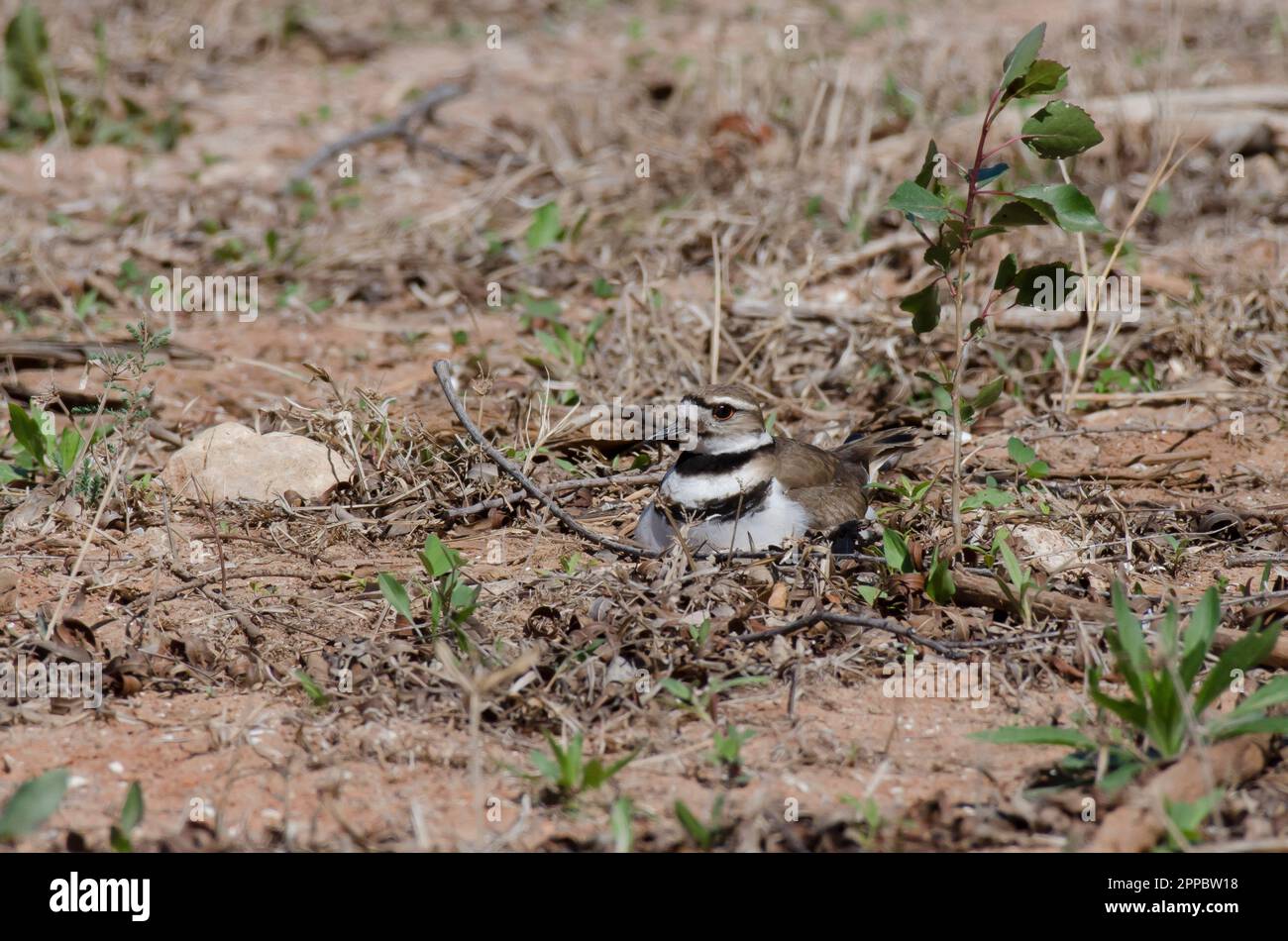 Killdeer bird plover shorebird nest hi-res stock photography and images ...
