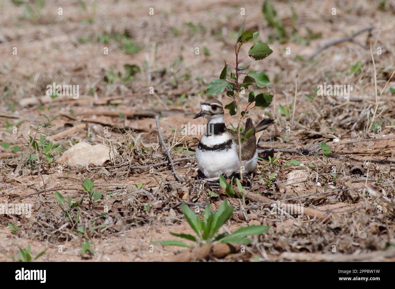 Killdeer bird plover shorebird nest hi-res stock photography and images ...