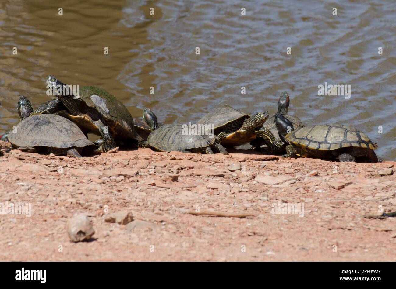 Red-eared slider (Trachemys scripta elegans), Eastern River Cooter ...