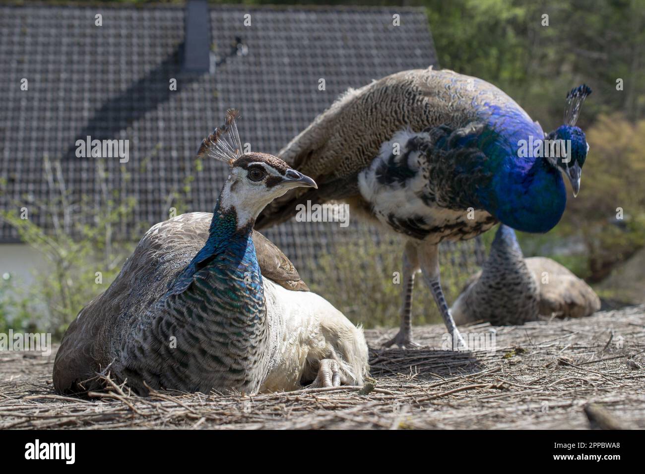 Indian peafowl. Dancing to attract the peahen. Also known as Pavo ...