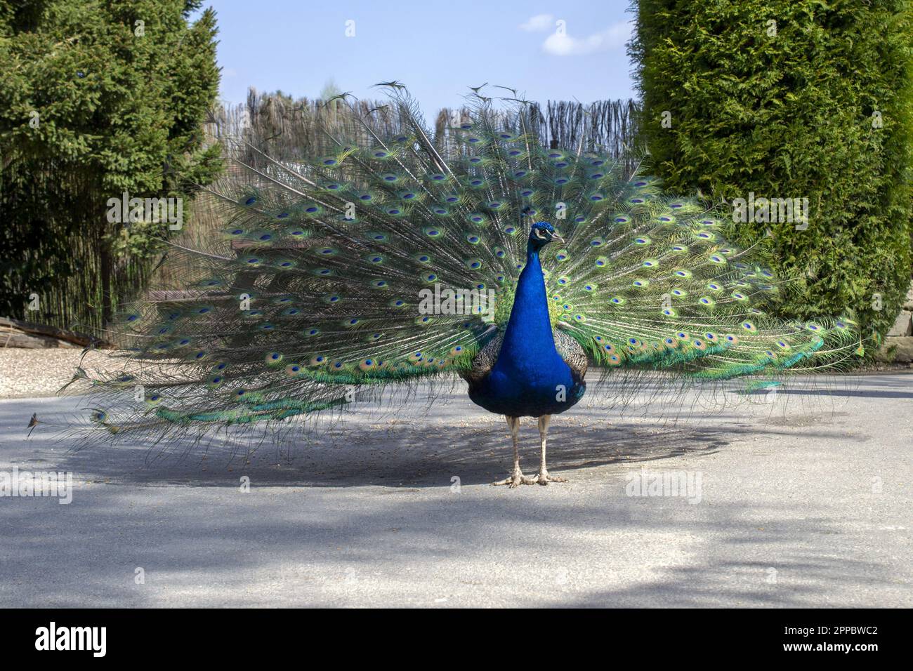 Indian peafowl. Dancing to attract the peahen. Also known as Pavo ...