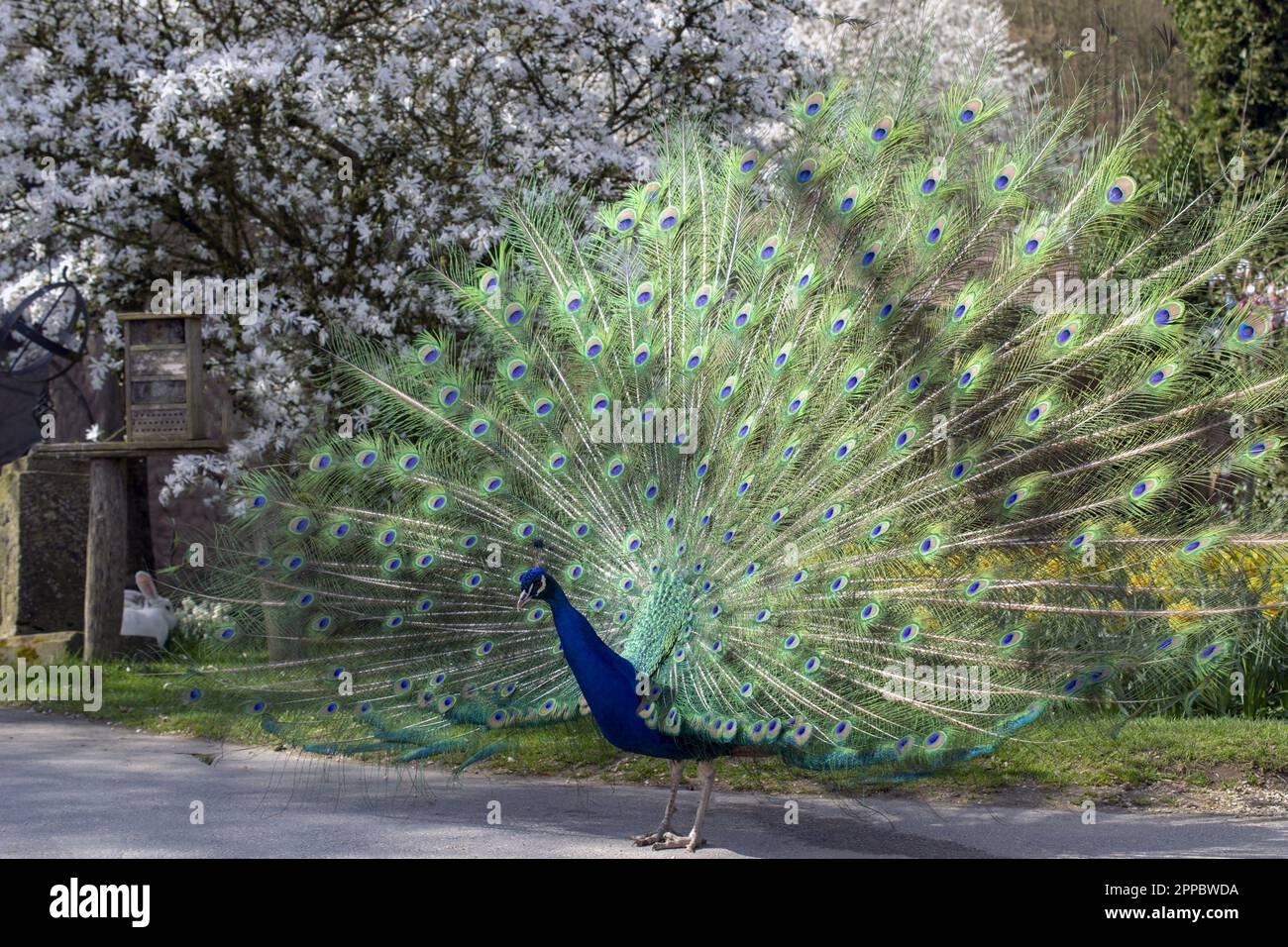 Indian peafowl. Dancing to attract the peahen. Also known as Pavo ...