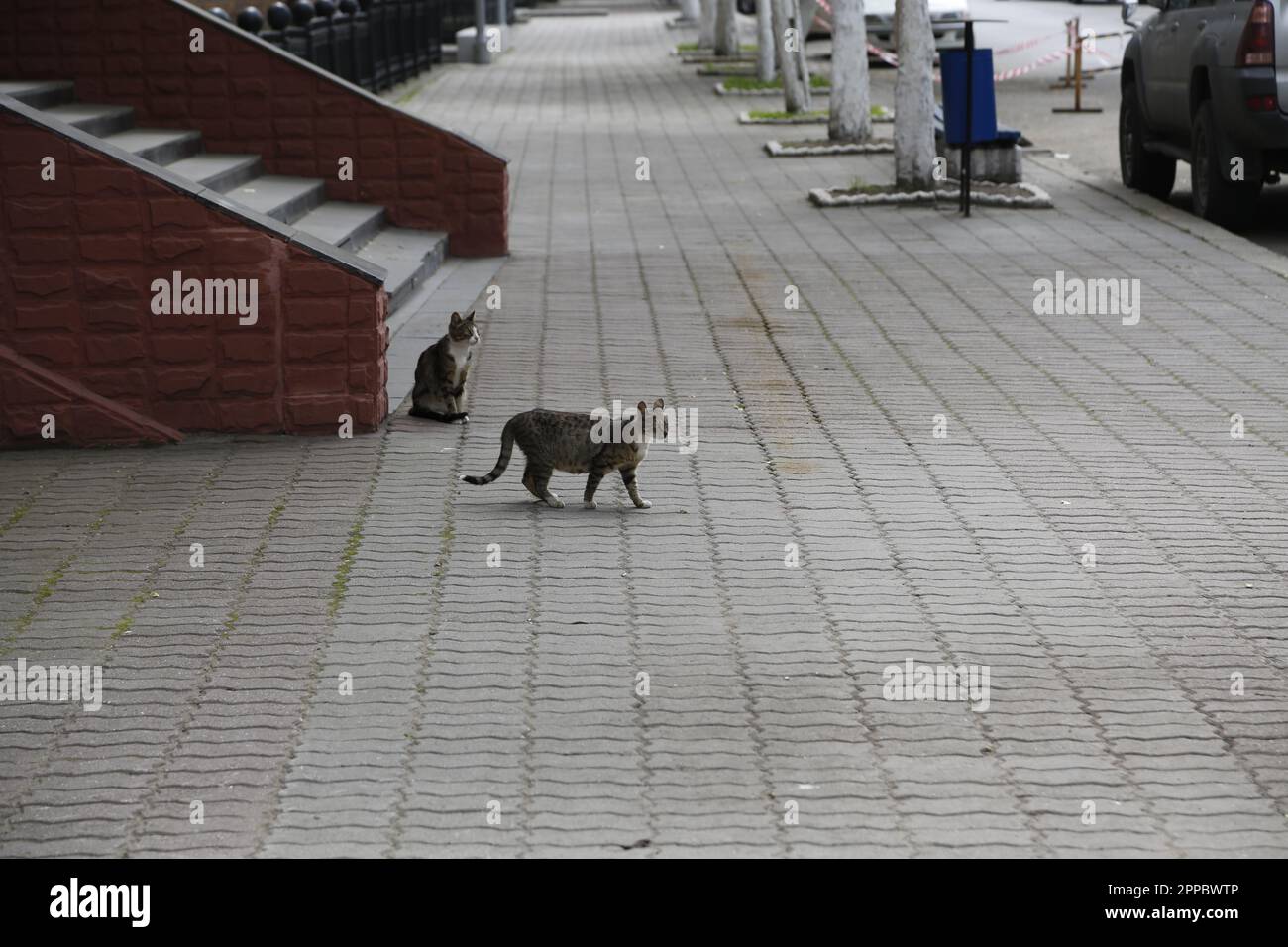 Two cats on the sidewalk of a street in Vladivostok, Russia; one ...