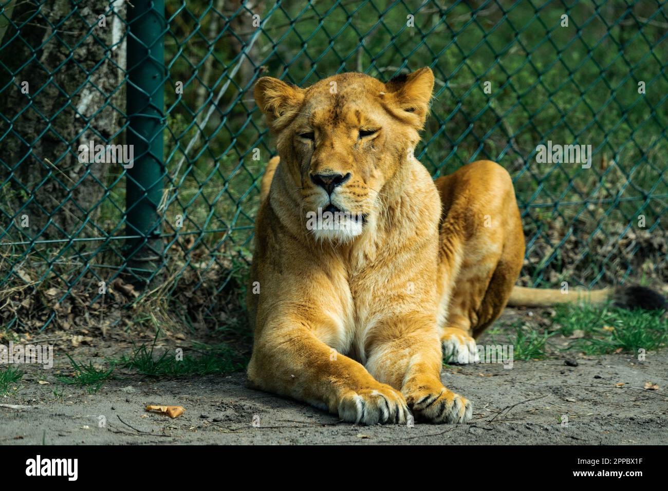 Lion laying on the ground Stock Photo - Alamy
