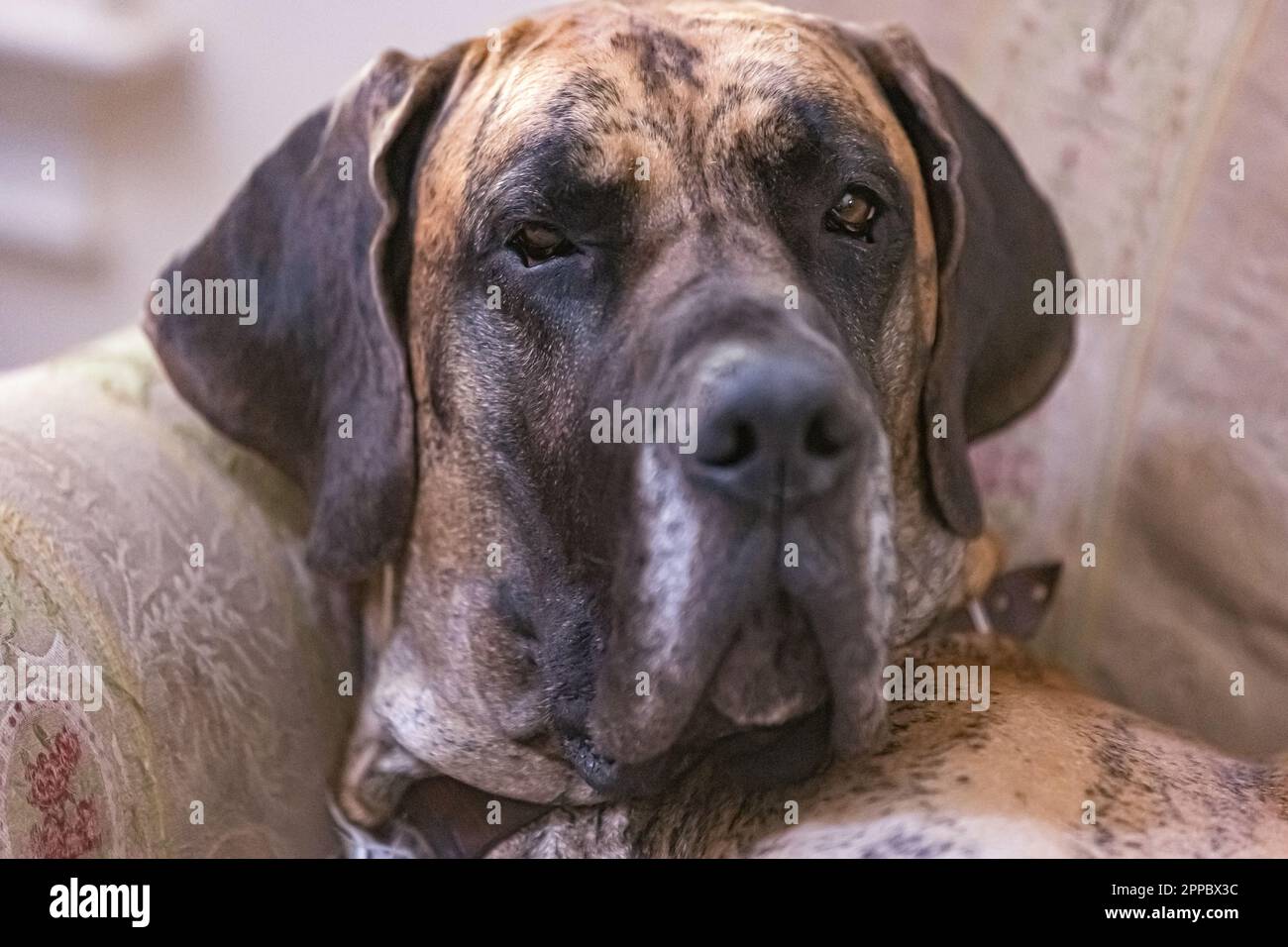 This stunning headshot captures the regal presence of a Brindle Great ...
