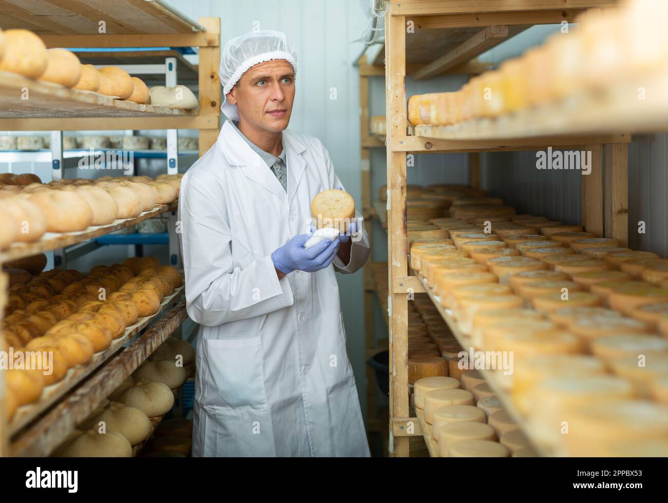 Man in white uniform examining quality of cheese in ripening room Stock ...