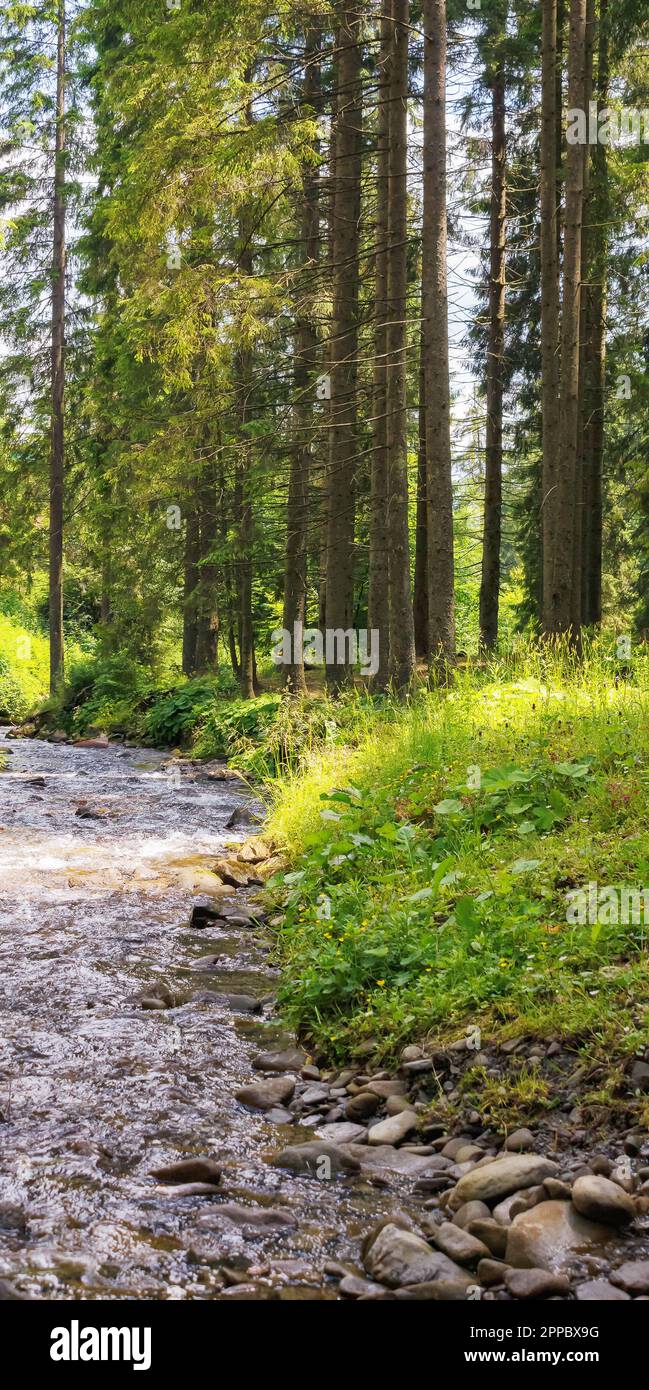 summer landscape in the forest. small river among the trees and ...