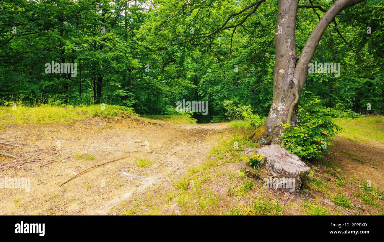 Green park forest ground path hi-res stock photography and images - Alamy