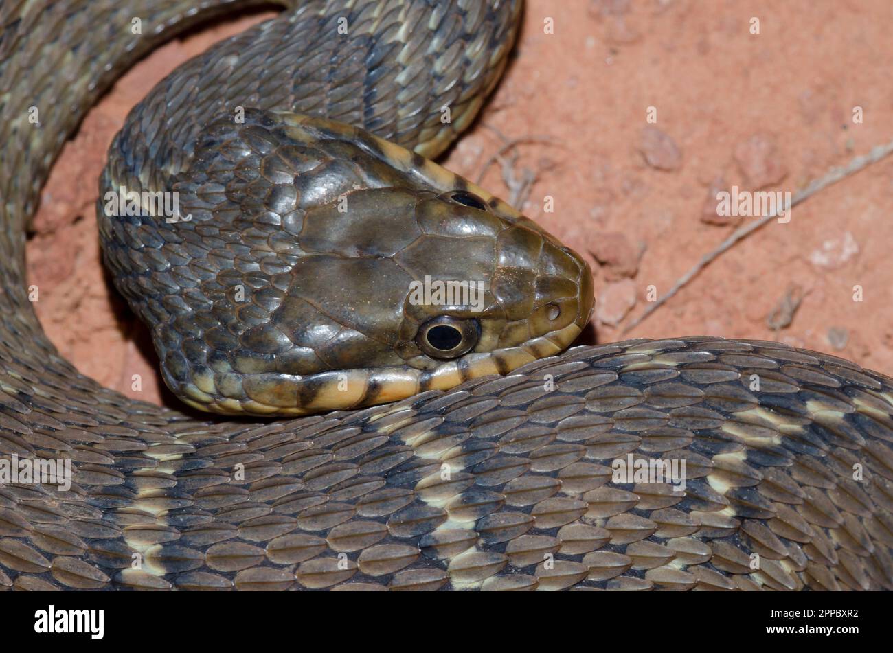 Plain-bellied Water Snake, Nerodia erythrogaster Stock Photo - Alamy