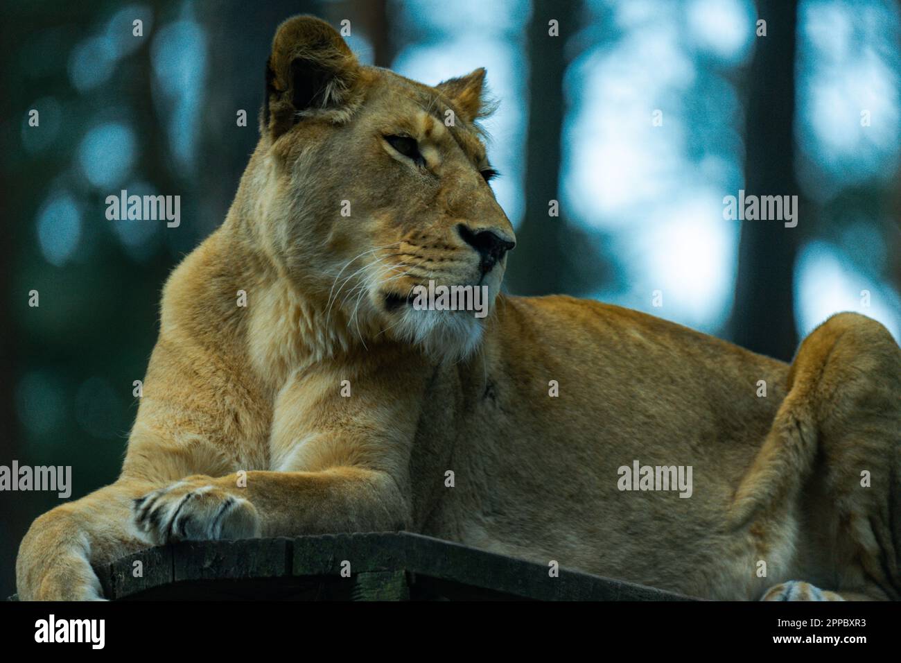 Lion laying on the ground Stock Photo - Alamy