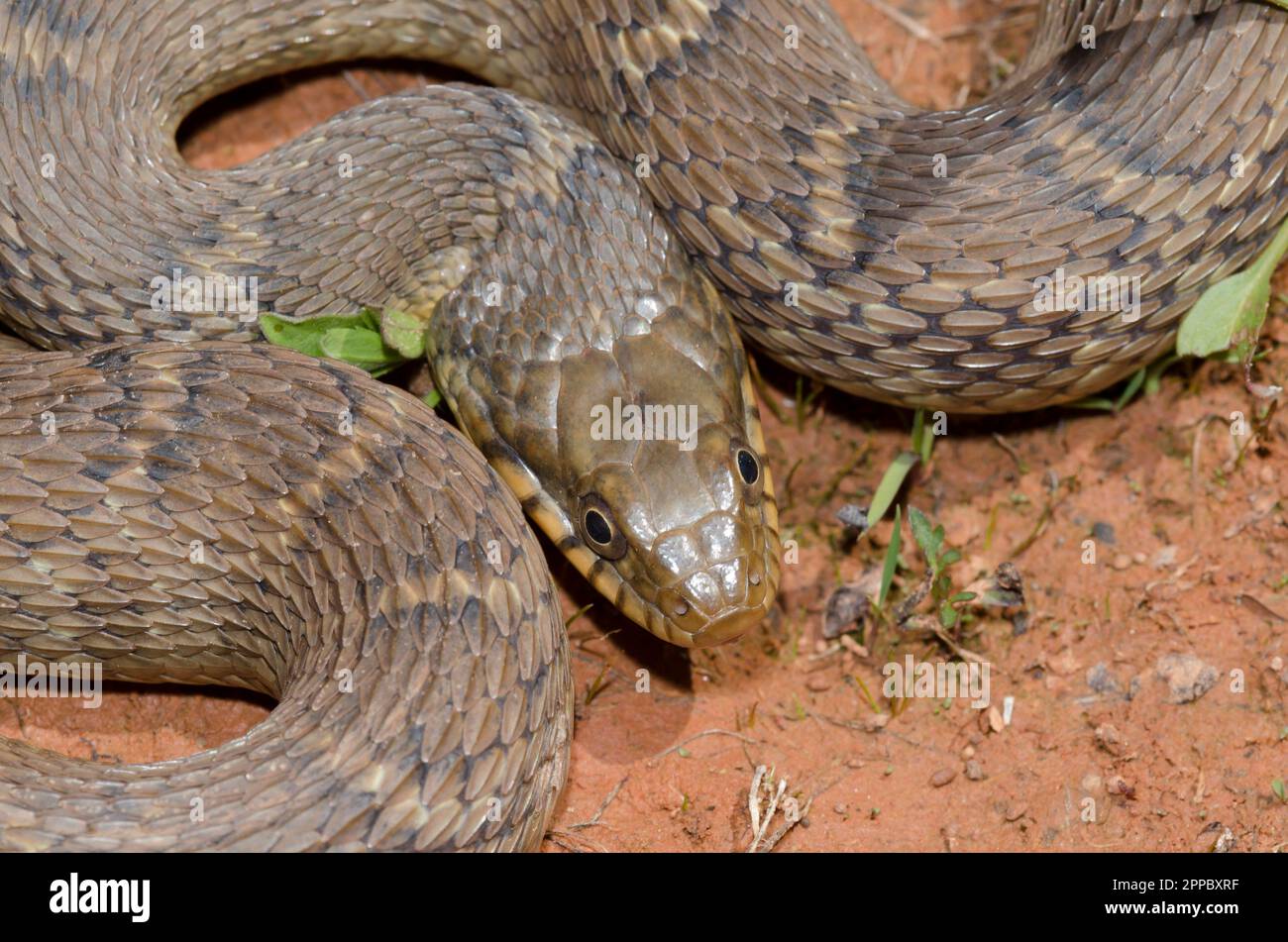 Nerodia snake hi-res stock photography and images - Alamy