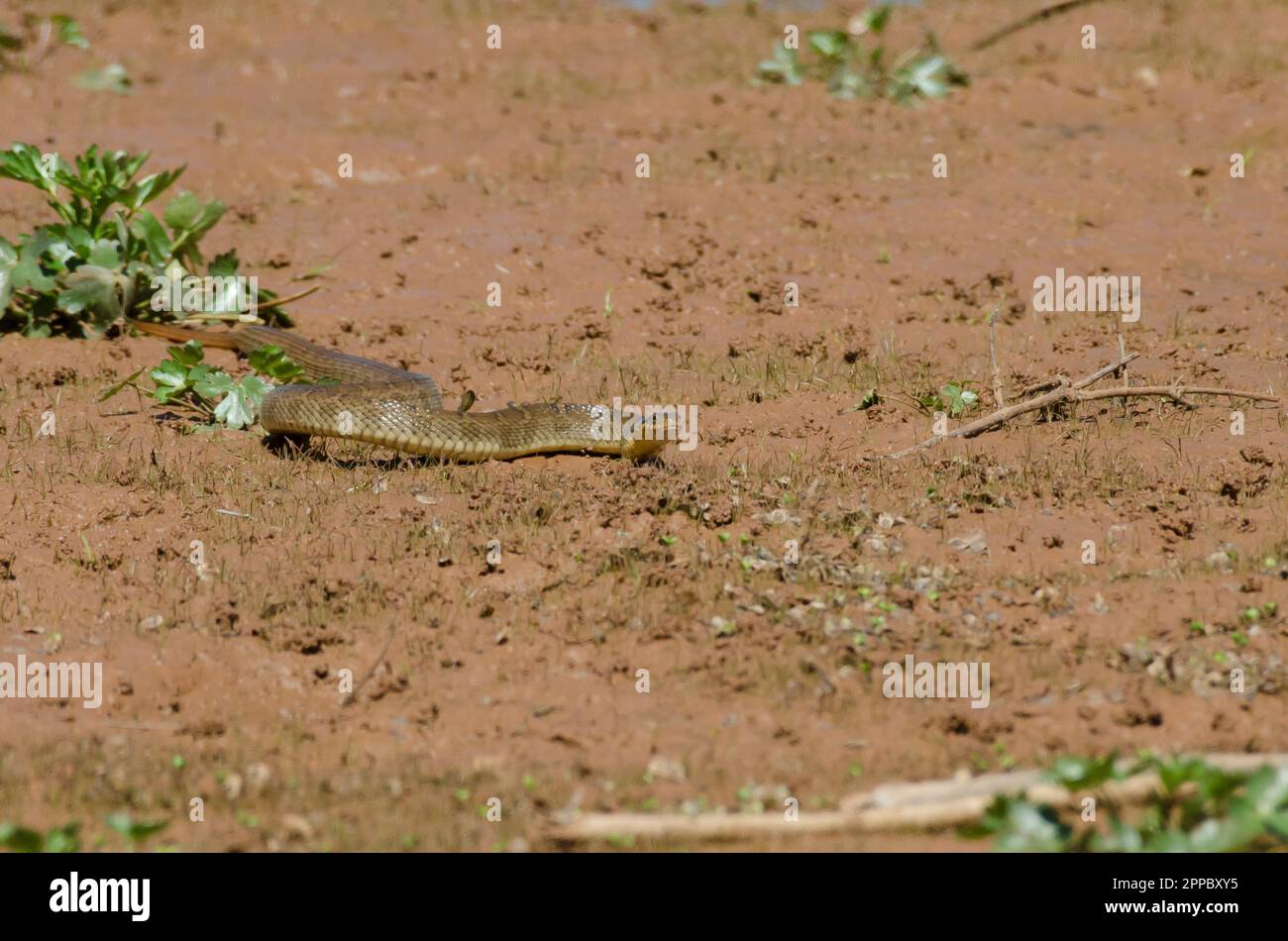 Plain-bellied Water Snake, Nerodia erythrogaster Stock Photo - Alamy