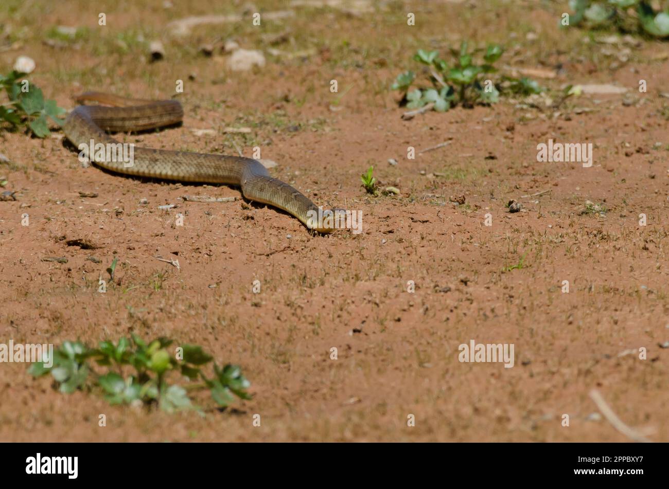 Plain-bellied Water Snake, Nerodia erythrogaster Stock Photo - Alamy