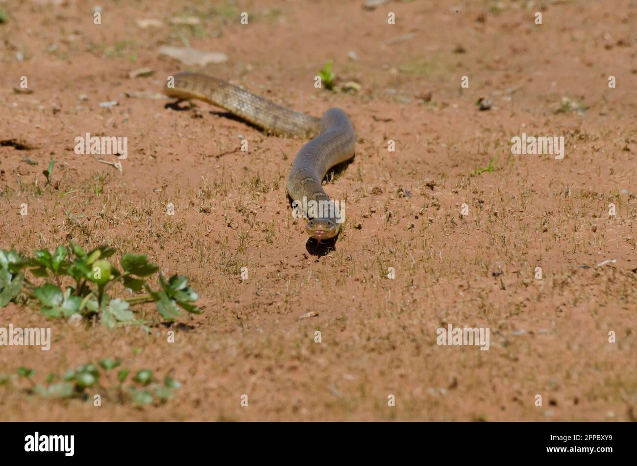 Plain-bellied Water Snake, Nerodia erythrogaster Stock Photo - Alamy