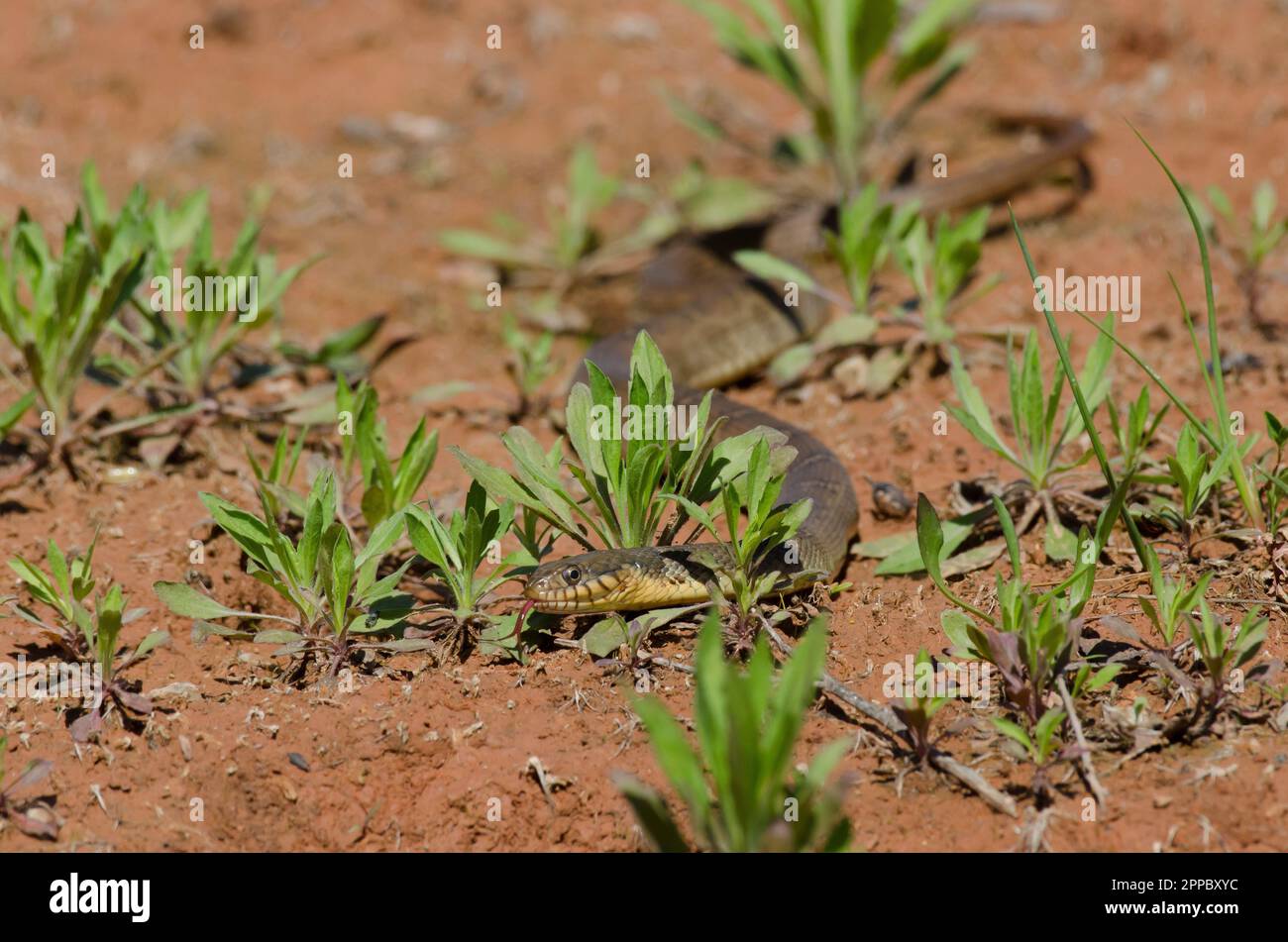 Plain-bellied Water Snake, Nerodia erythrogaster Stock Photo - Alamy