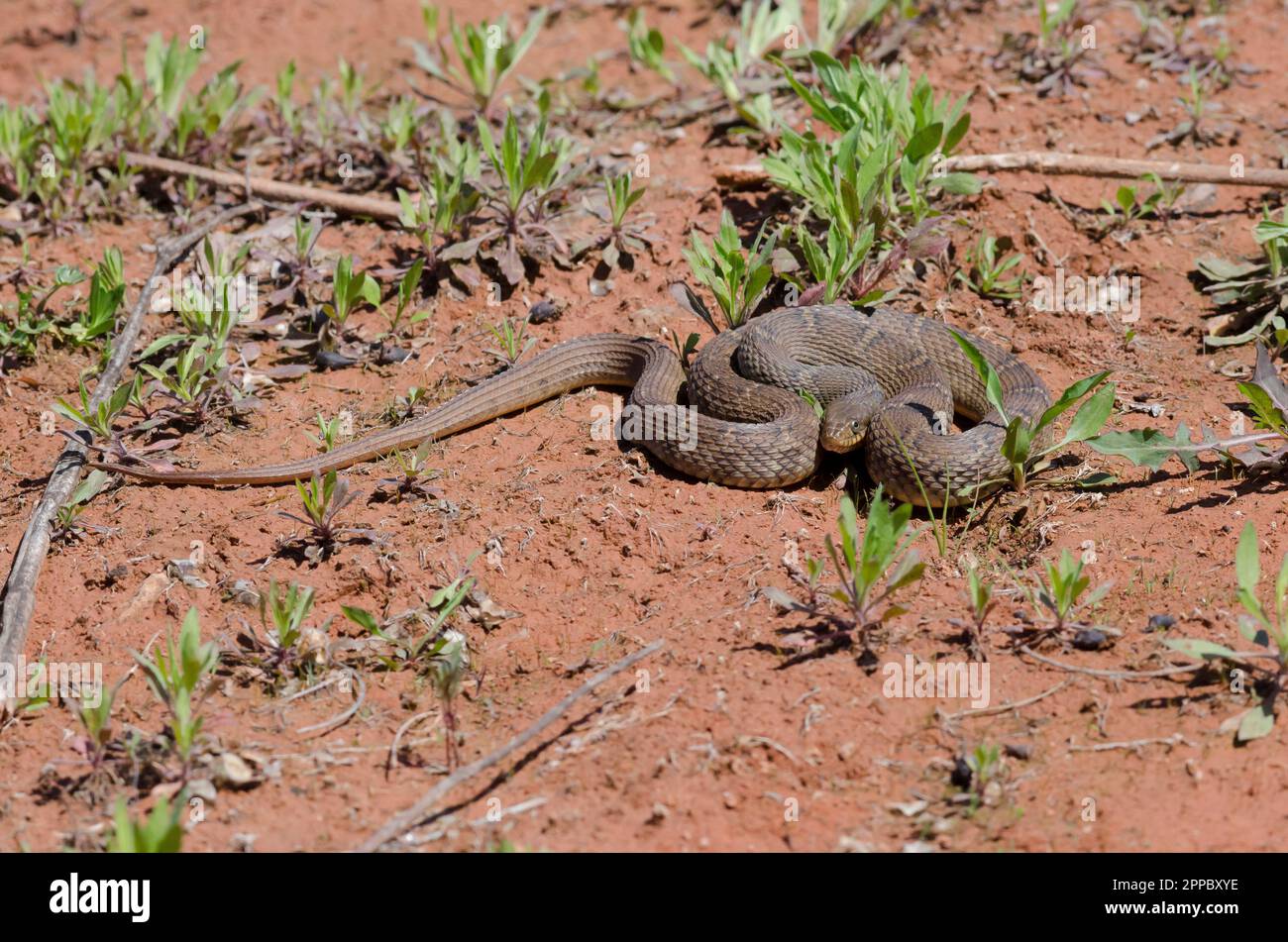 Plain-bellied Water Snake, Nerodia erythrogaster Stock Photo - Alamy