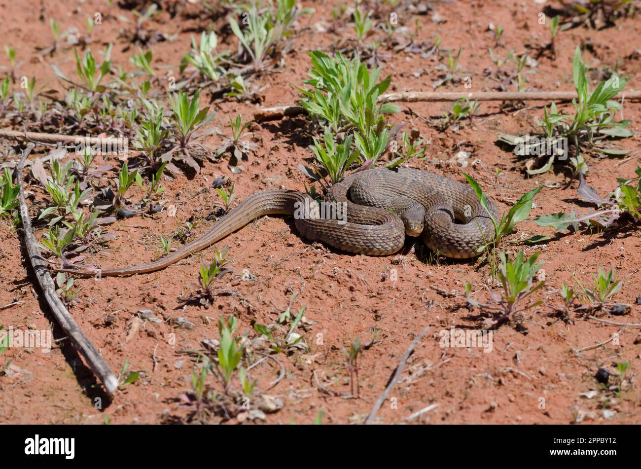 Plain-bellied Water Snake, Nerodia erythrogaster Stock Photo - Alamy