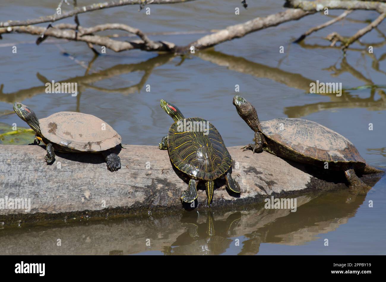 Red-eared sliders, Trachemys scripta elegans, and Eastern River Cooter ...