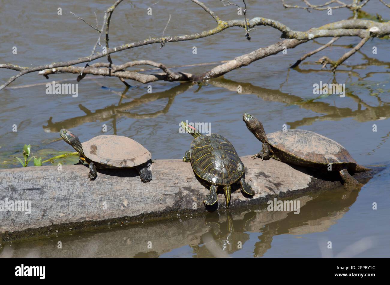 Red-eared sliders, Trachemys scripta elegans, and Eastern River Cooter ...