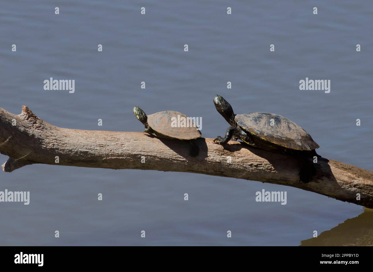 Eastern River Cooters, Pseudemys concinna concinna, basking Stock Photo ...