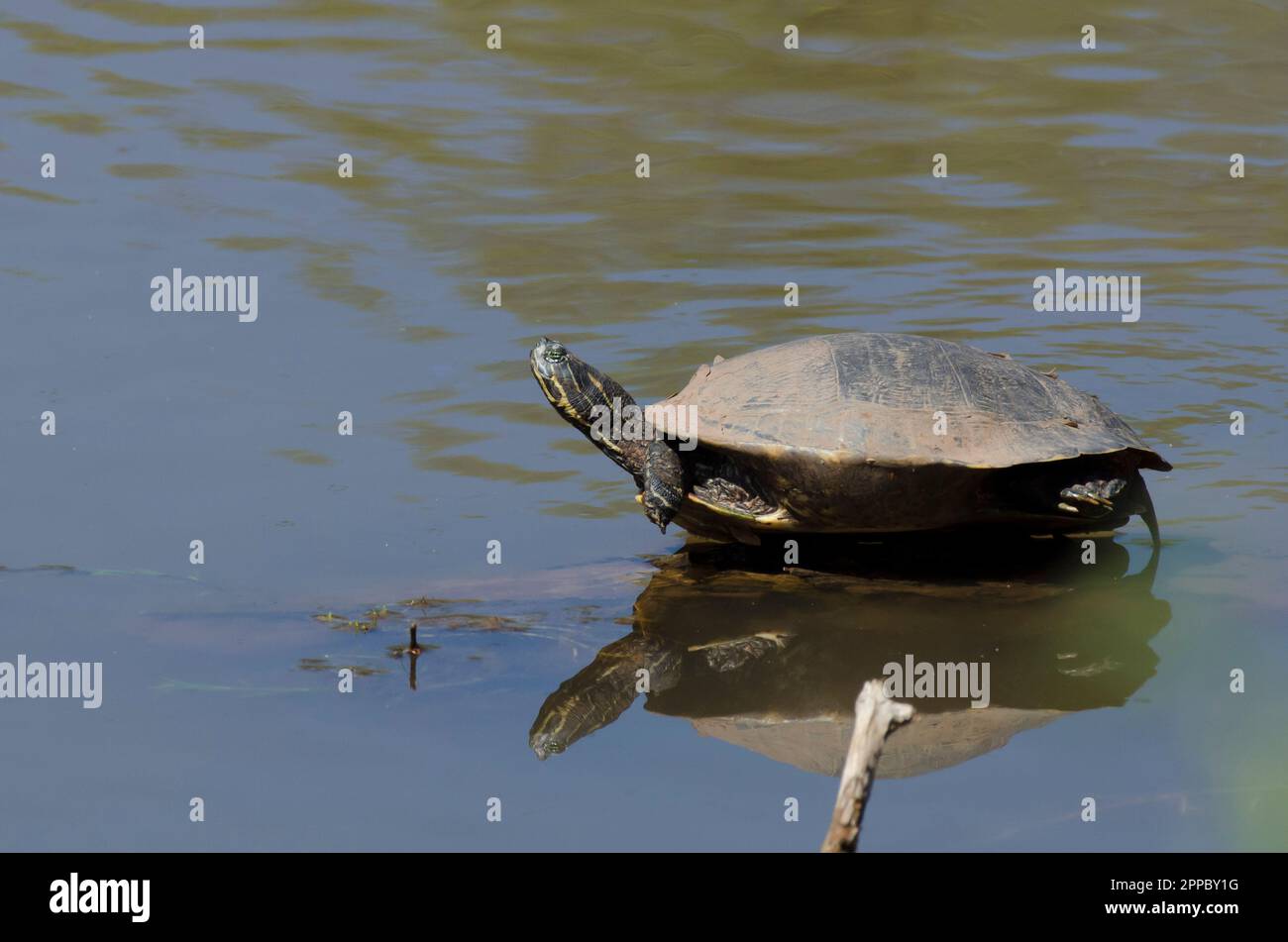 Eastern River Cooter, Pseudemys concinna concinna, basking Stock Photo ...