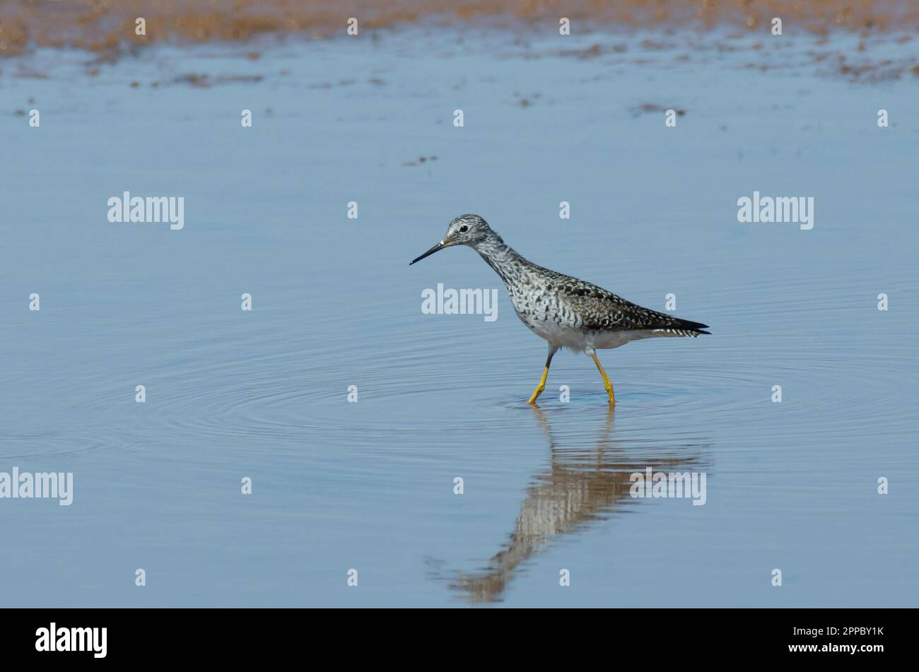 Greater Yellowlegs, Tringa melanoleuca Stock Photo - Alamy
