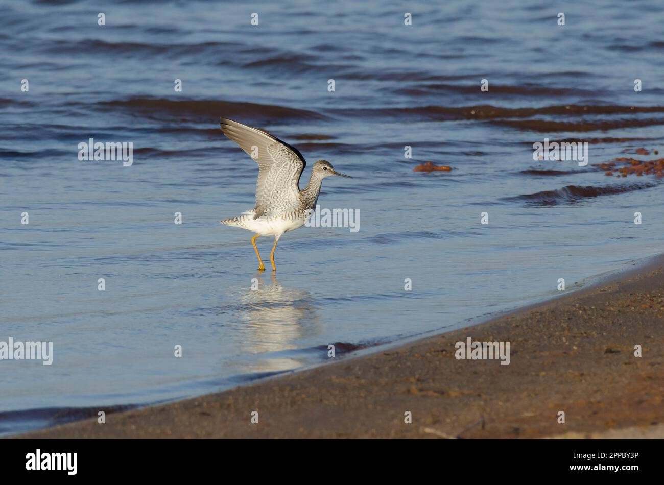 Greater Yellowlegs, Tringa melanoleuca, wing stretch Stock Photo - Alamy