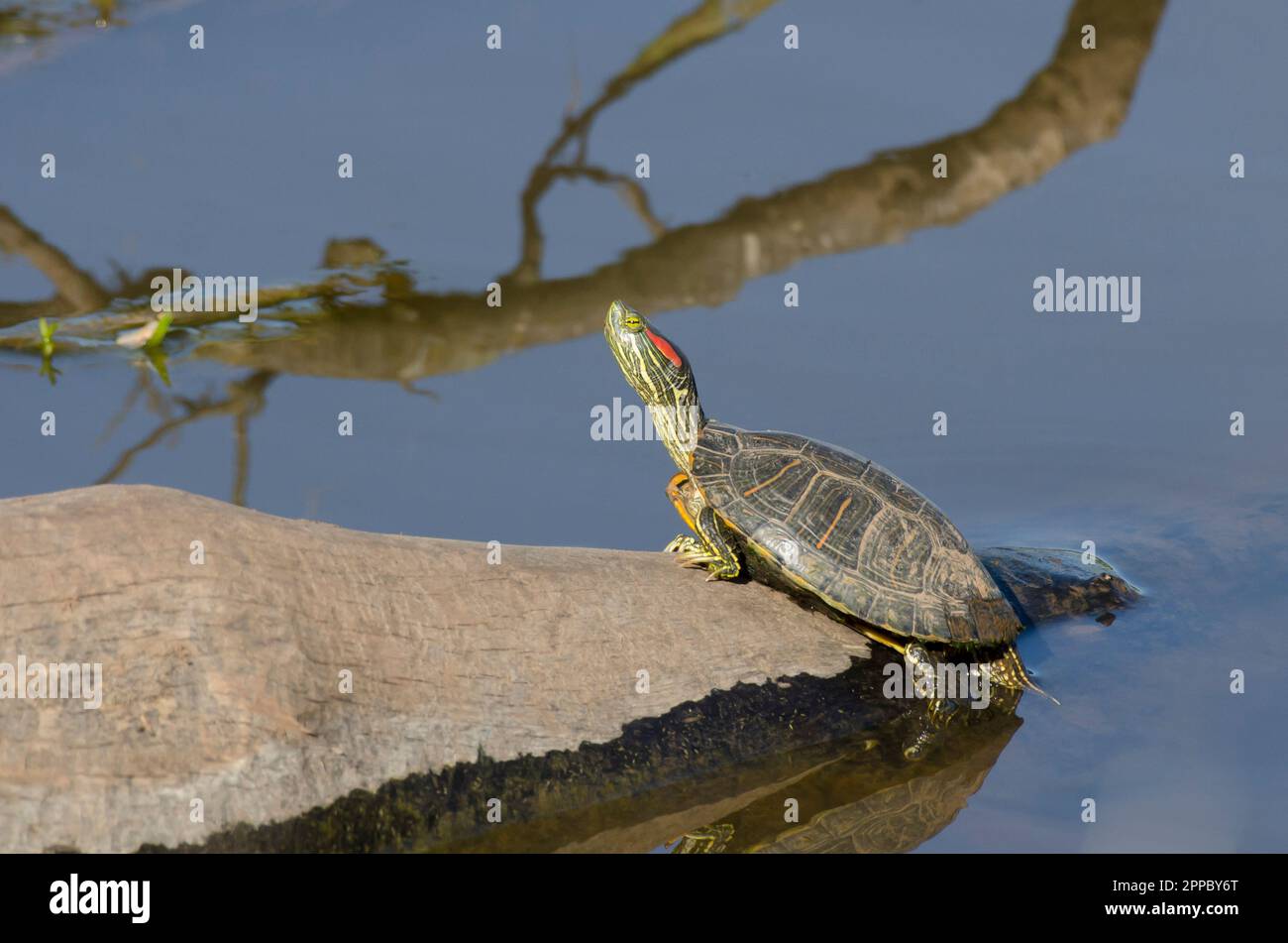 Red-eared slider, Trachemys scripta elegans, basking Stock Photo - Alamy
