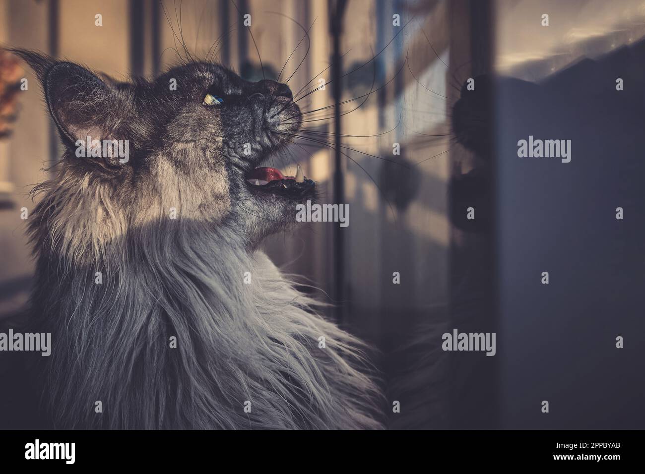 Maine Coon Cat Portrait Stock Photo - Alamy