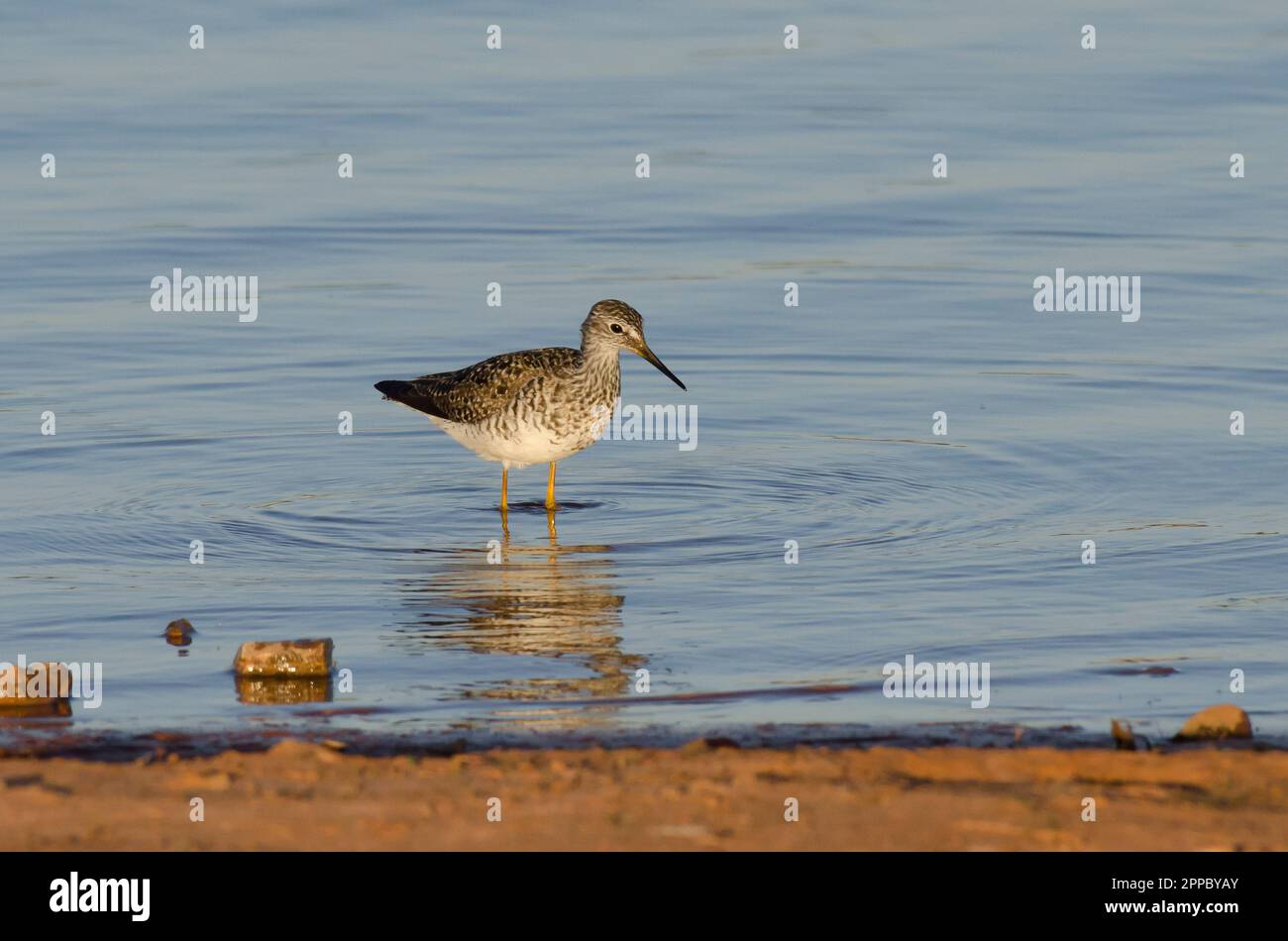 Greater Yellowlegs, Tringa melanoleuca Stock Photo - Alamy