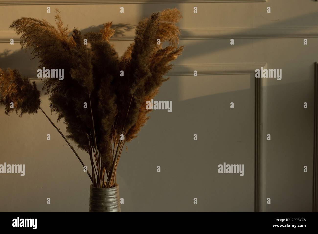 dry reeds in a vase near the wall and shadow from the window, floral ...
