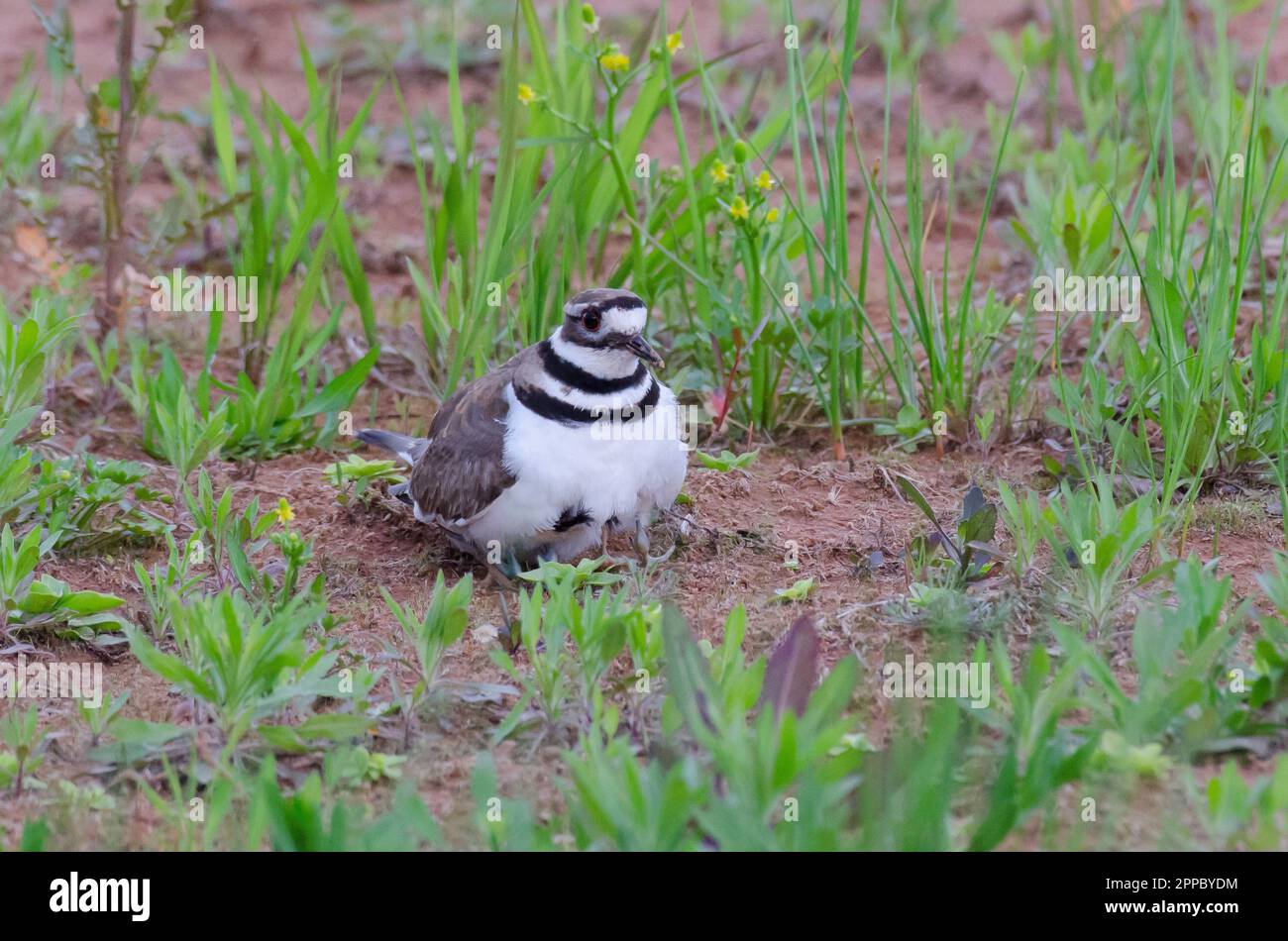 Killdeer Chicks