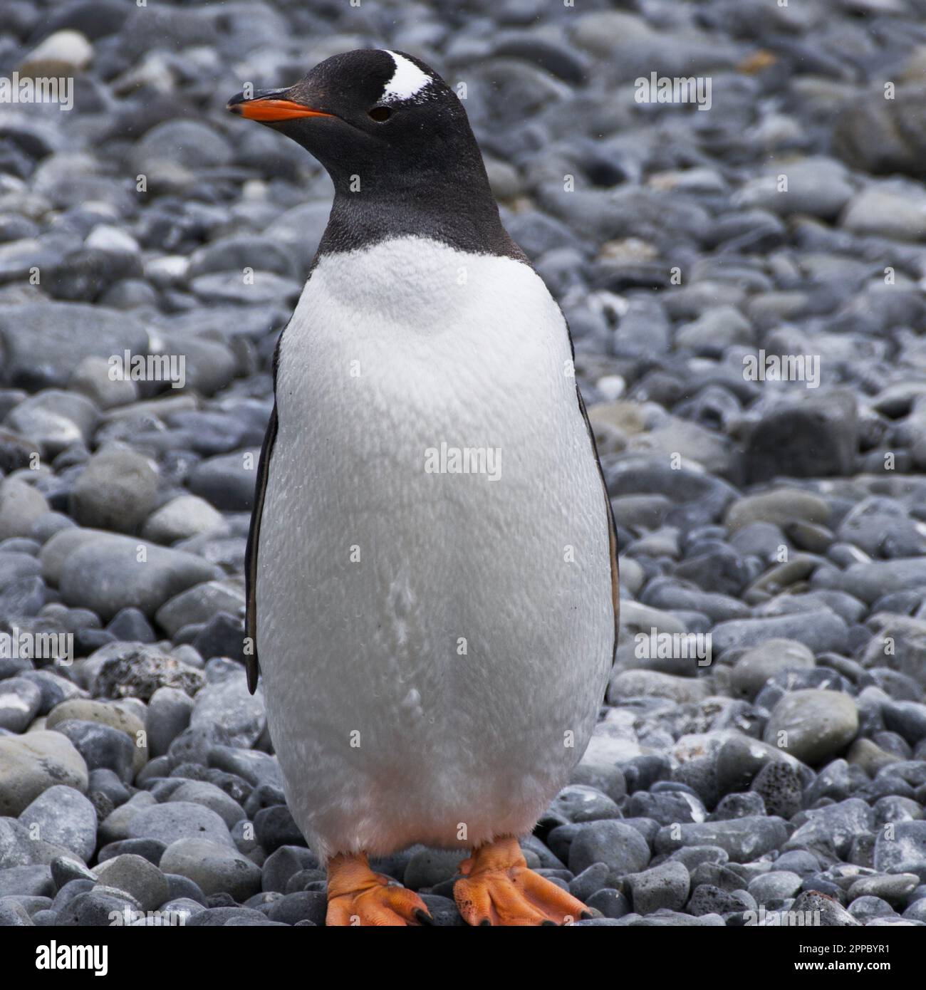 A cute Adelie penguin waddles across a rugged shoreline of rocks and ...