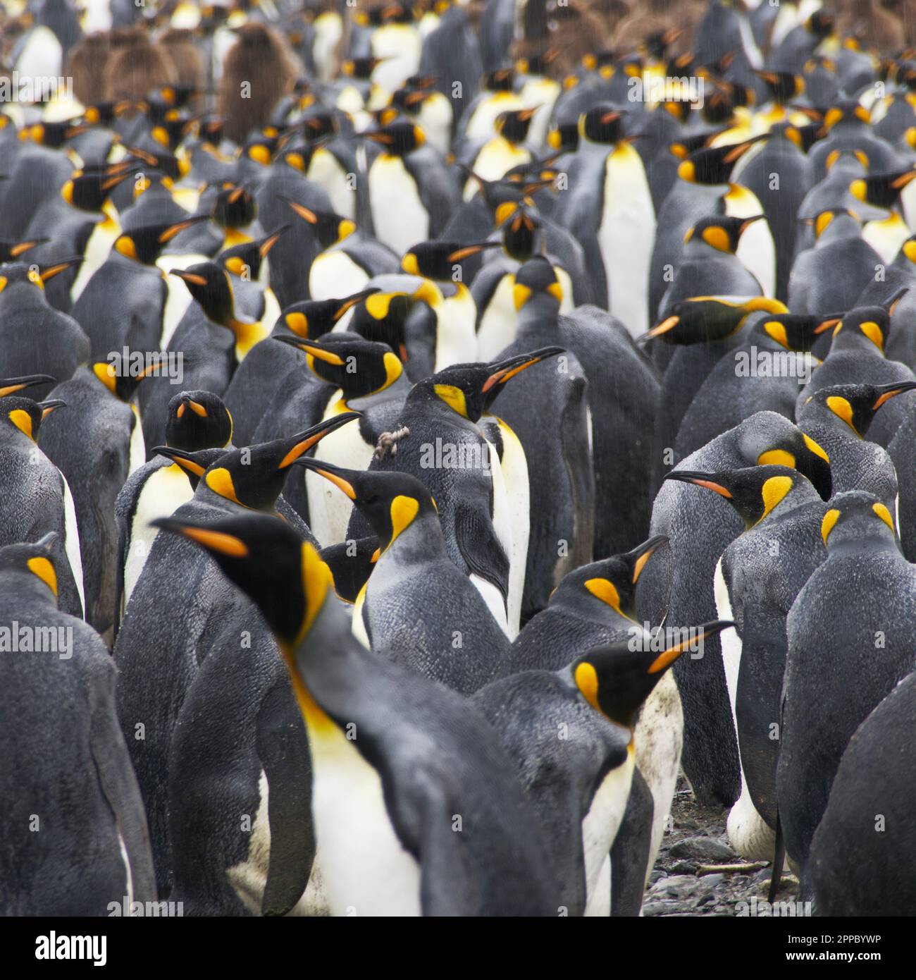 Group penguins facing camera hi-res stock photography and images - Alamy