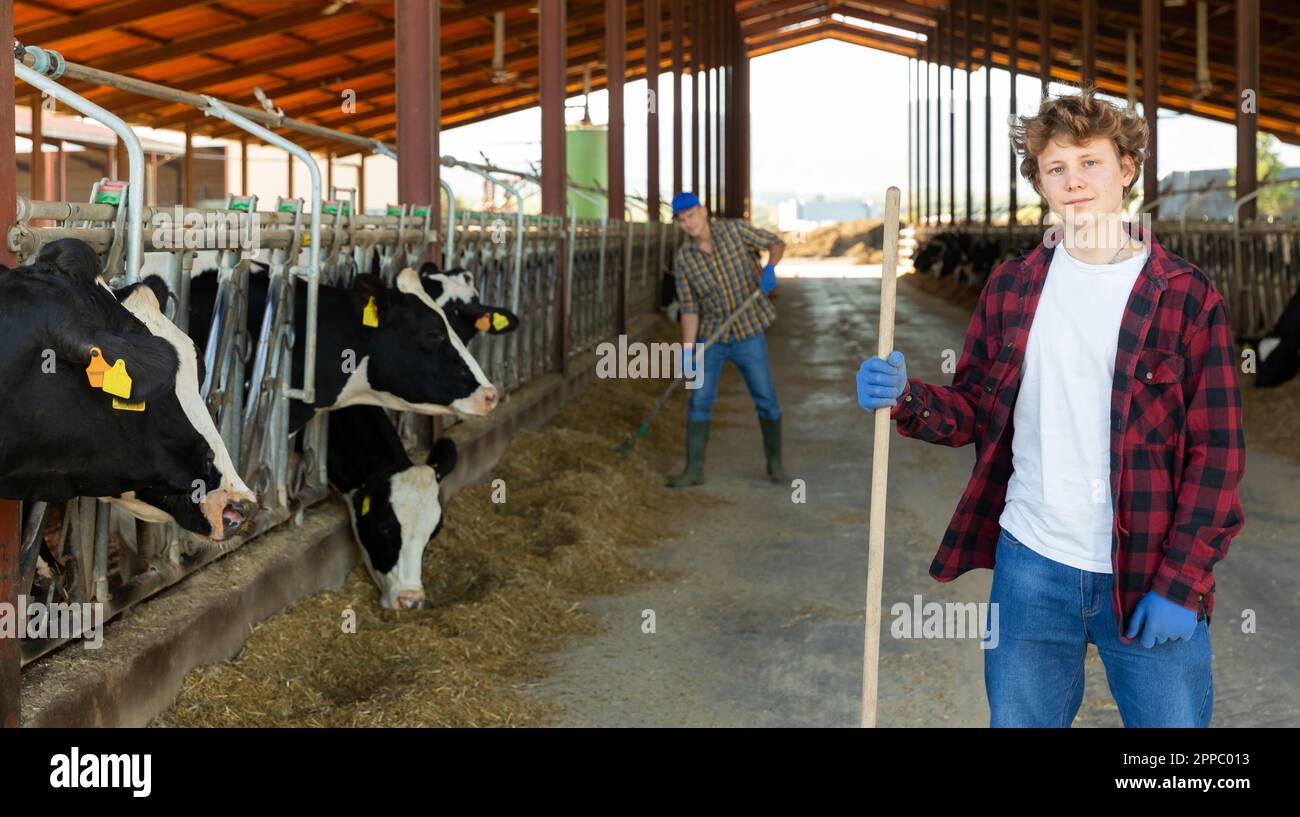Farmer diligently cleans the barn and feeds the cows with hay Stock Photo - Alamy
