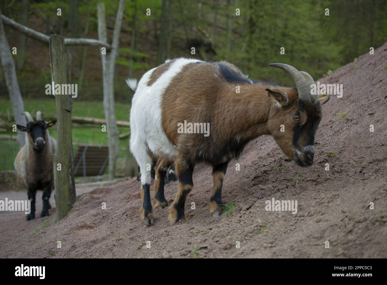 African Pygmy. West African Dwarf or Pygmy goat. High quality photo ...