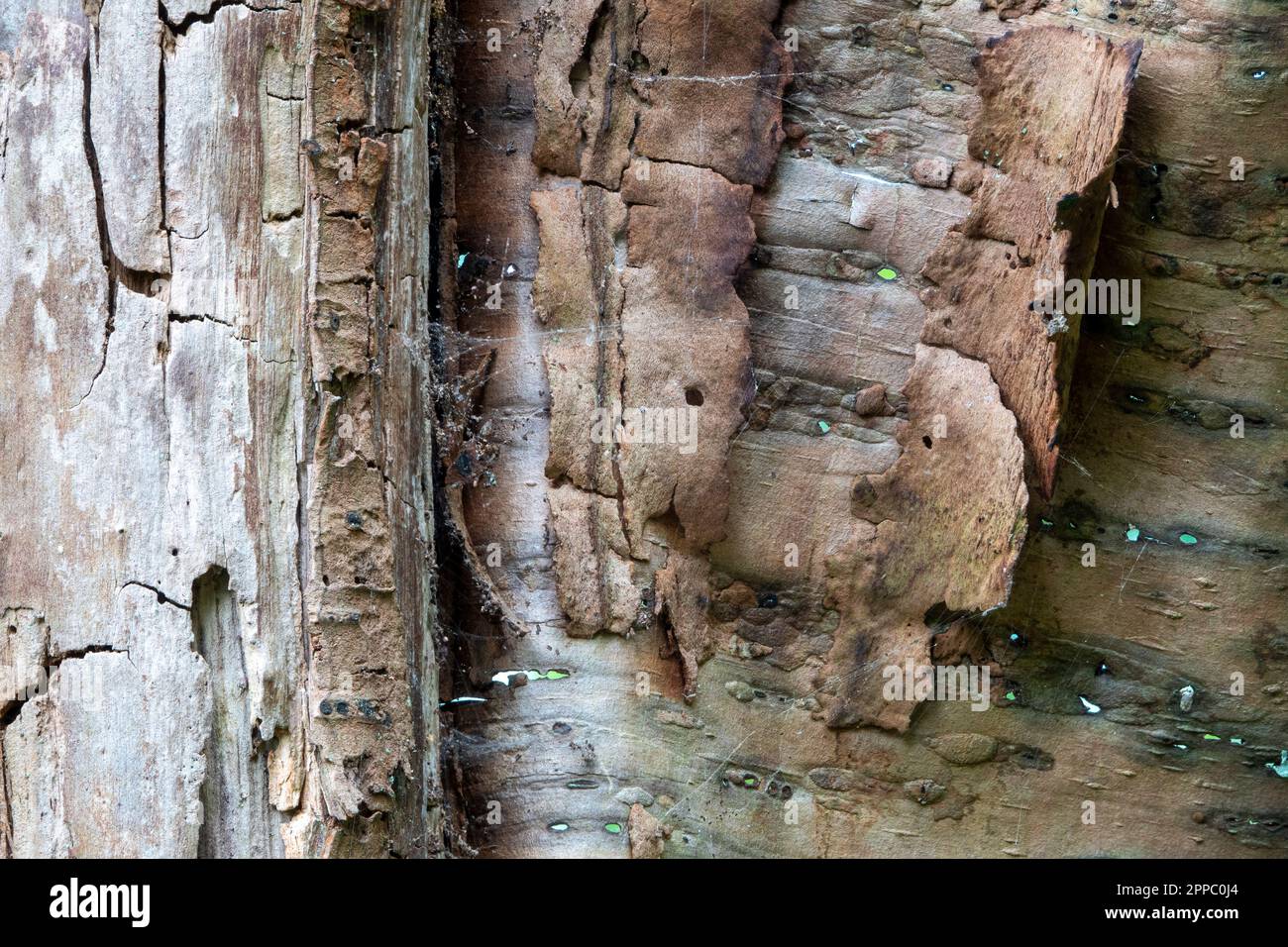 Shrivel shriveled hi-res stock photography and images - Alamy