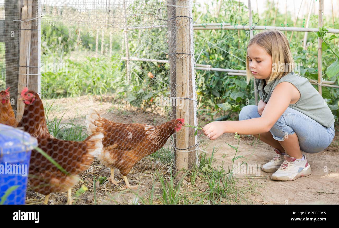 girl feeding chickens Stock Photo - Alamy