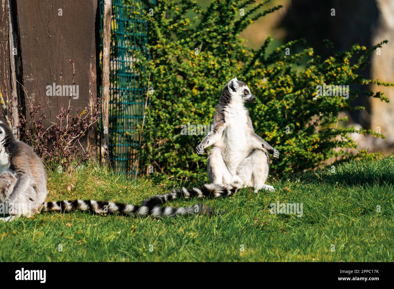 Two ring-tailed lemurs enjoying the sun Stock Photo - Alamy