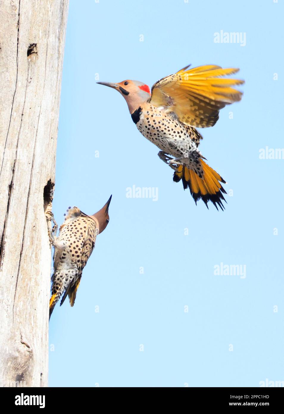 Northern Flickers family portrait, Quebec, Canada Stock Photo - Alamy